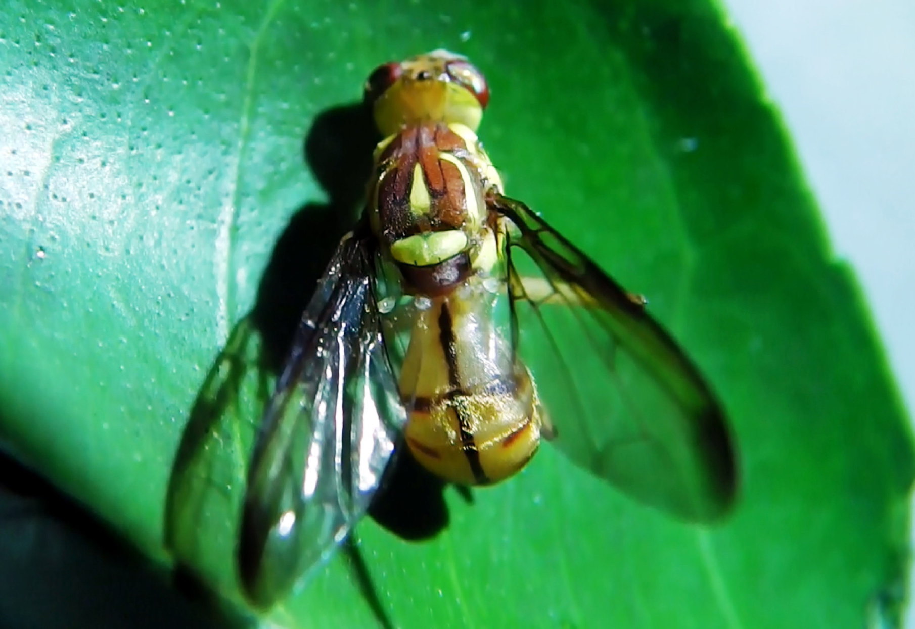 female Japanese orange fly – 藤 ヶ 迫 b l o g